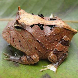 Surinam Horned Frog Facts and Pictures
