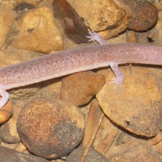 Tennessee Cave Salamander Facts and Pictures