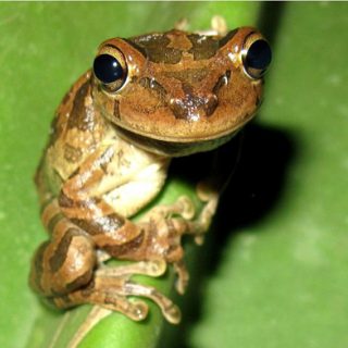 Cuban Tree Frog Facts and Pictures
