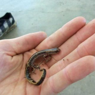 Three-lined Salamander Facts and Pictures