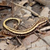 Lesser Siren Facts and Pictures