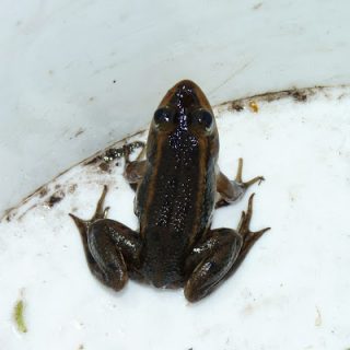 Carpenter Frog Facts and Pictures