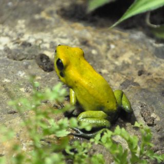 Black Legged Poison Dart Frog Facts and Pictures