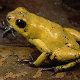 Vampire Frog Facts and Pictures