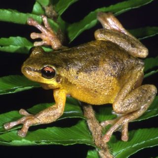 Desert Rain Frog Facts and Pictures