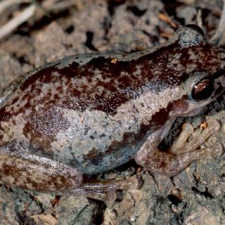 Bleating Tree Frog Facts and Pictures