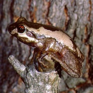Bleating Tree Frog Facts and Pictures