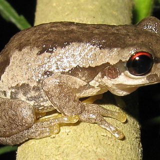 Bleating Tree Frog Facts and Pictures