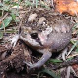Bushveld Rain Frog Facts and Pictures