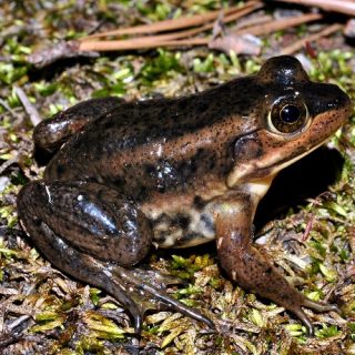 Purple Frog Facts and Pictures