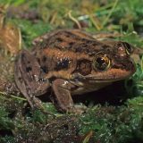 Carpenter Frog Facts and Pictures
