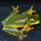 Frogs: Facts and List of Types With Pictures - Amphibian Fact