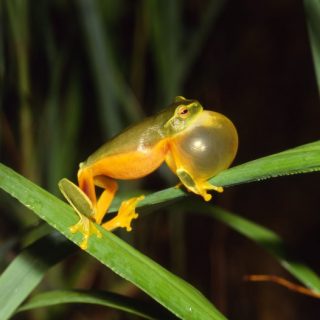 Dainty Green Tree Frog Facts and Pictures