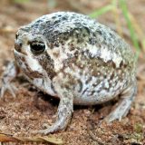 Desert Rain Frog Facts and Pictures