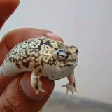 Desert Rain Frog Facts and Pictures