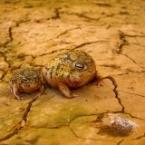 Desert Rain Frog Facts and Pictures