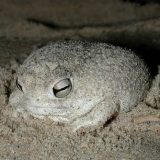 Desert Rain Frog Facts and Pictures