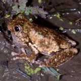 Vampire Frog Facts and Pictures