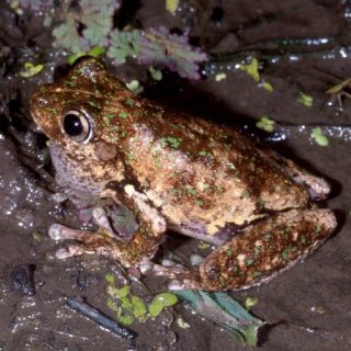 Pinocchio Frog Facts and Pictures