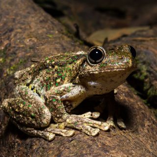 Emerald Spotted Tree Frog Facts and Pictures