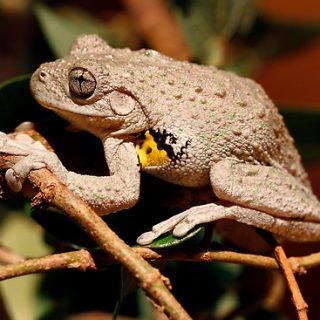 Emerald Spotted Tree Frog Facts and Pictures