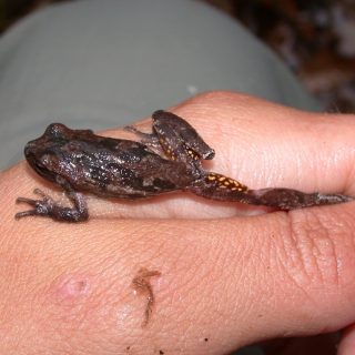 Pine Woods Tree Frog Facts and Pictures