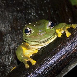 Splendid Tree Frog Facts and Pictures