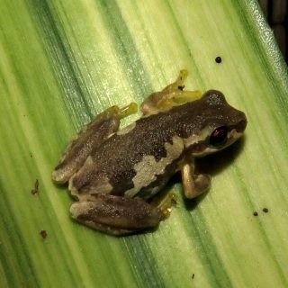 Bleating Tree Frog Facts and Pictures