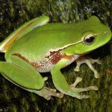 Frogs: Facts and List of Types With Pictures - Amphibian Fact