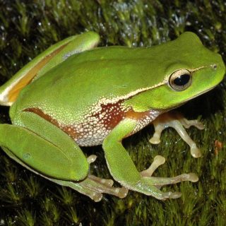 Frogs: Facts and List of Types With Pictures | Amphibian Fact