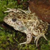 Vampire Frog Facts and Pictures