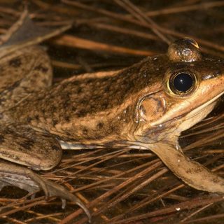 Carpenter Frog Facts and Pictures