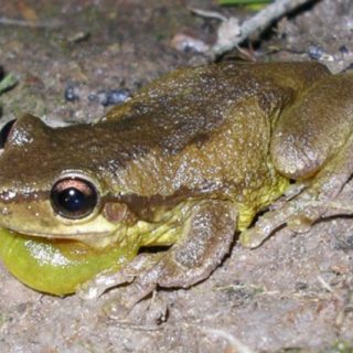 Bleating Tree Frog Facts and Pictures