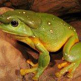 Vampire Frog Facts and Pictures
