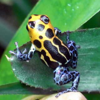 Pinocchio Frog Facts and Pictures