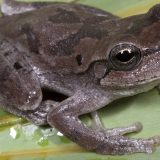 Vampire Frog Facts and Pictures