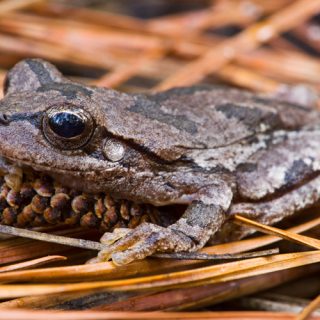 Pine Woods Tree Frog Facts and Pictures