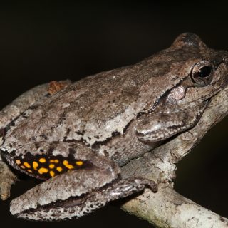 Pine Woods Tree Frog Facts and Pictures