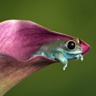 Uluguru Forest Tree Frog Facts and Pictures