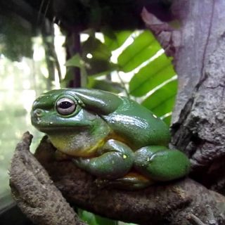 Splendid Tree Frog Facts and Pictures