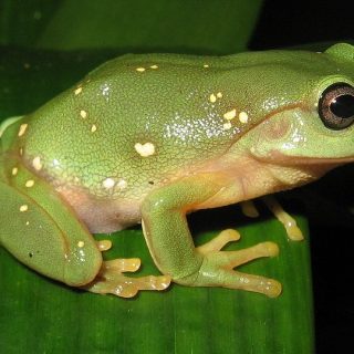 Splendid Tree Frog Facts and Pictures