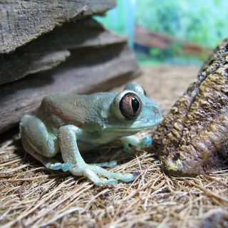 Purple Frog Facts and Pictures