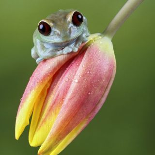 Uluguru Forest Tree Frog Facts and Pictures