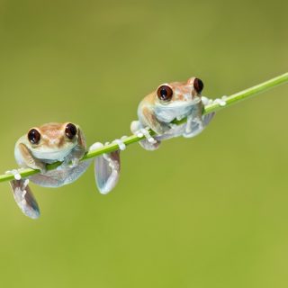 Uluguru Forest Tree Frog Facts and Pictures